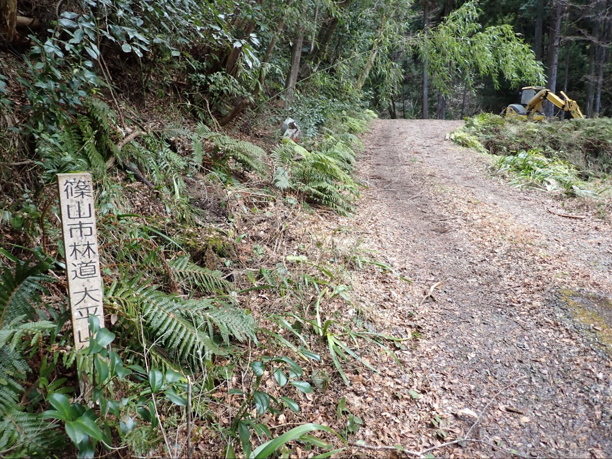 2ページ目 春が見ごろミツマタ山腹に広がる群生地黄色い世界の絶景 苔むす神秘の神社も幻想的愛宕山ハイキング兵庫県丹波篠山市