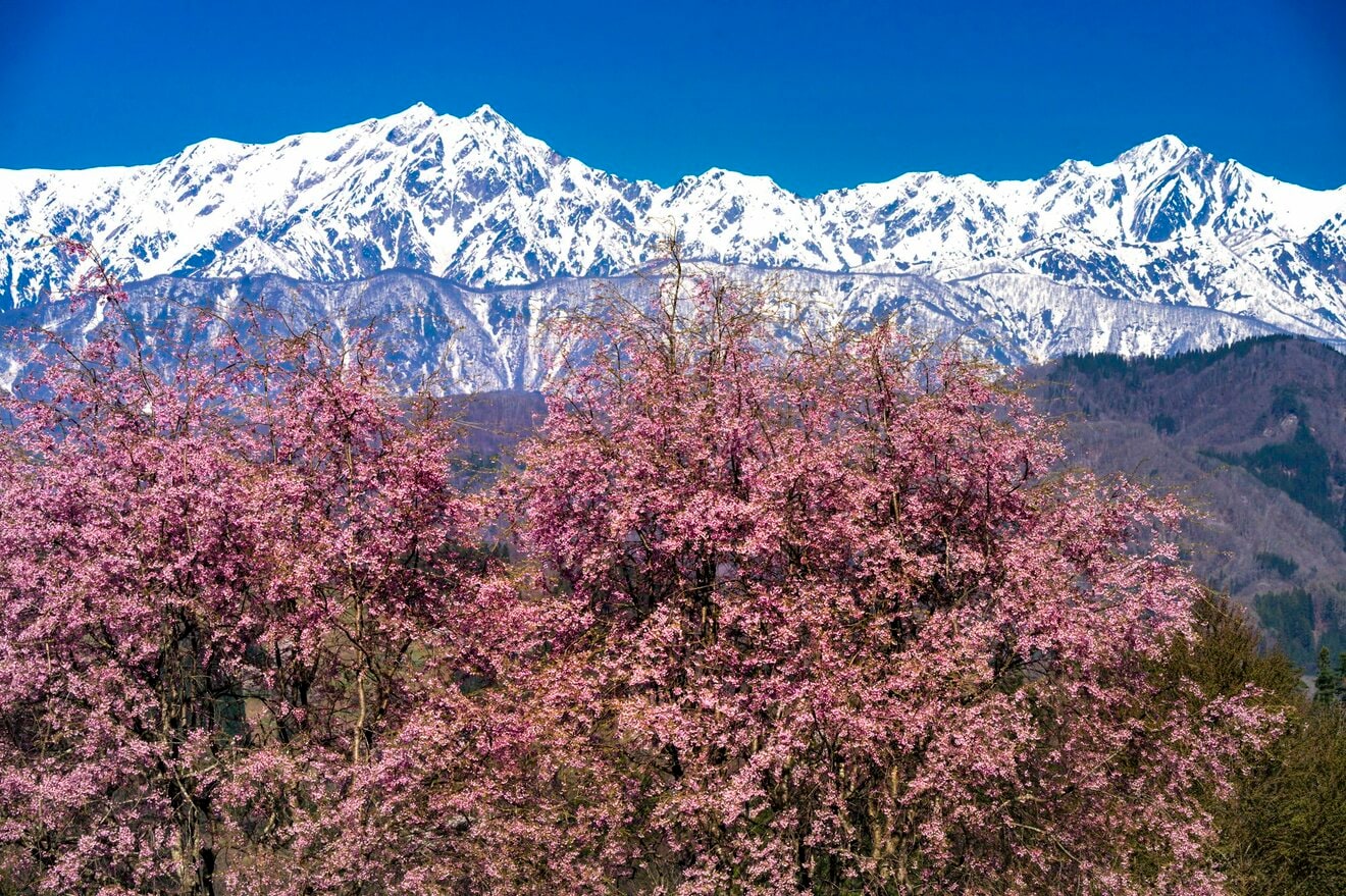 【最高のお花見スポット】信州の山里は花盛り！ 残雪の北アルプスに咲き誇る桜たち「写真映えしすぎる絶景スポットは今が旬！」“番所のベニシダレ ...