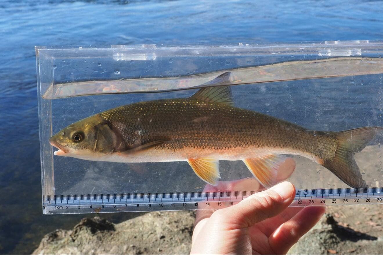 関東随一の清流「那珂川」で「春のウグイ」釣り！ 婚姻色でオレンジに染まる美魚を「焼きアイソ」で味わう季節の味覚と地域の食文化｜アクティビティ ...
