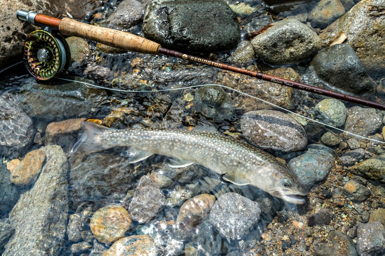 【渓流釣り】「本当に管理釣り場?」大物だらけのパラダイス! 真夏の渓でイワナとヤマメを狙う! 吉ヶ平フィッシングパーク/五十嵐川支流守門川