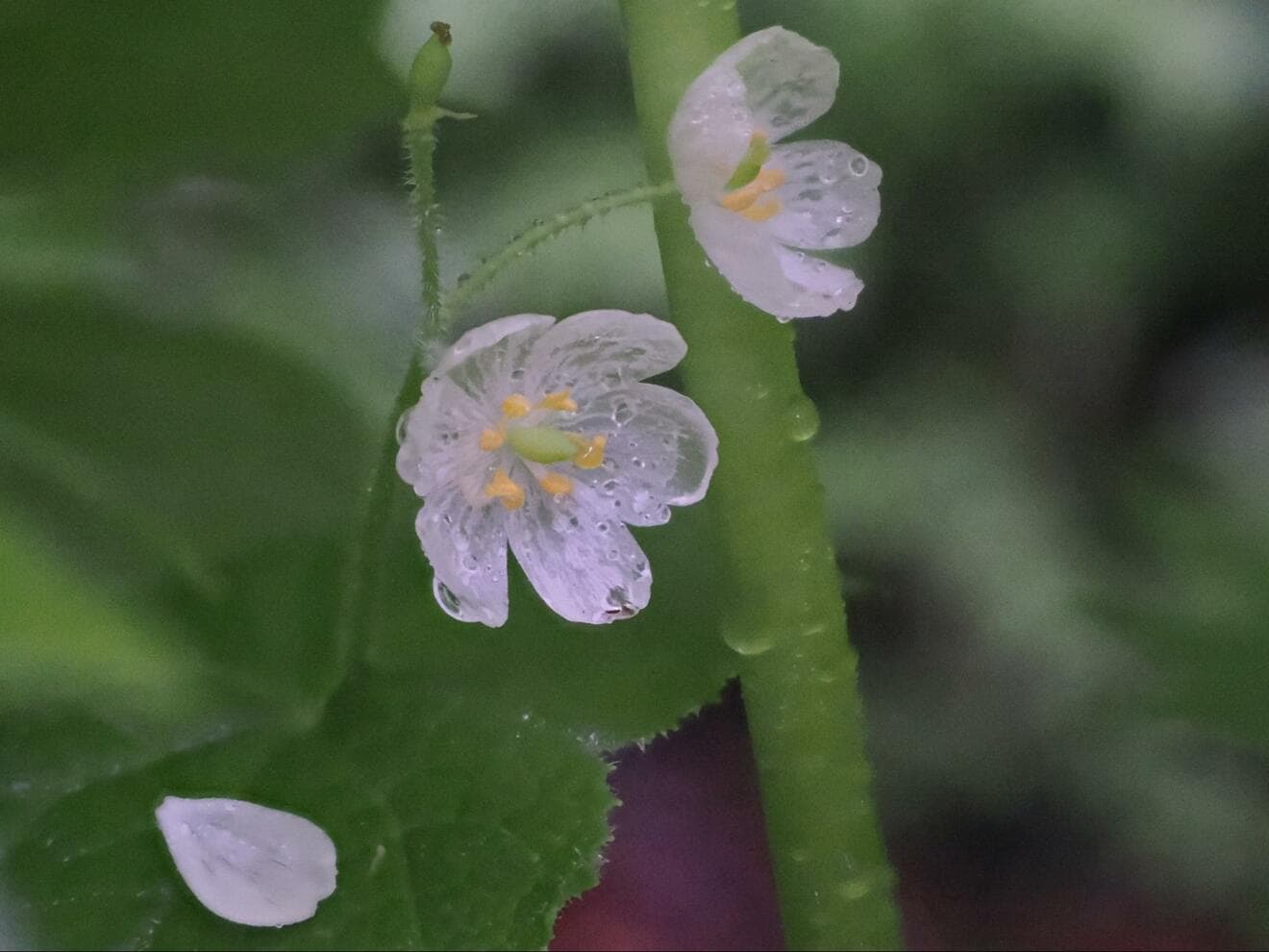 画像・写真：雨や霧で花弁が透き通る “スケルトンフラワー”「サンカヨウ」 梅雨時でもアクセスしやすい、往復約1時間のスポット3選！【合計13枚 ...