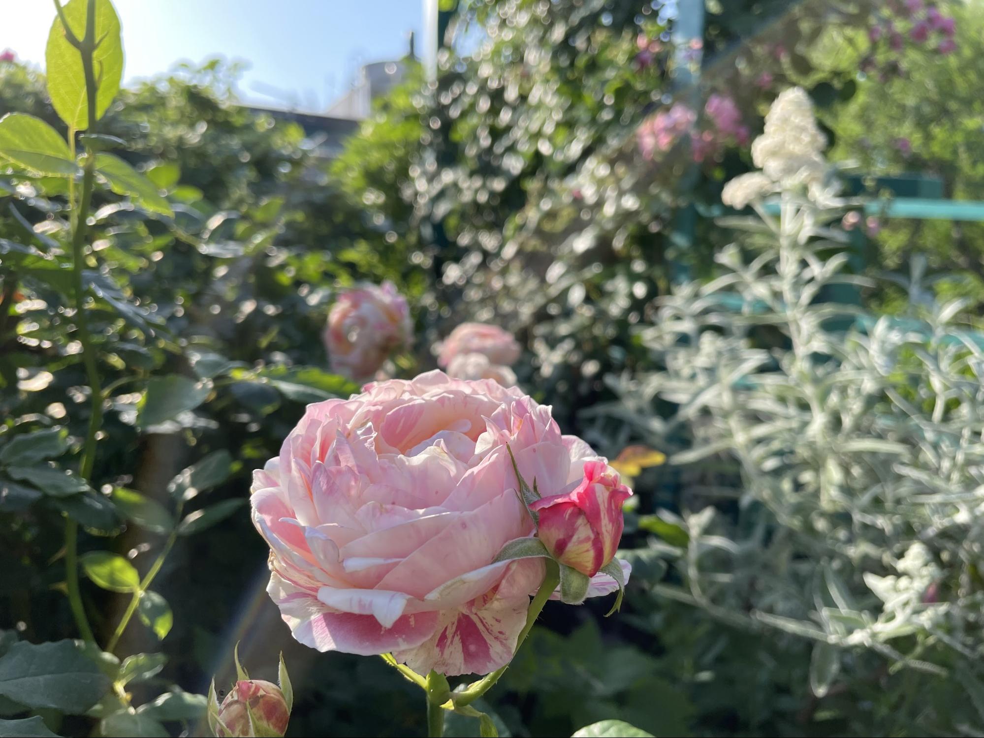 都心で自然に癒されたい！ 池袋、原宿、目黒にも…東京・新宿駅から「電車で40分以内で行ける」オアシス的グリーンスポット7選｜トラベル｜ニュース ...