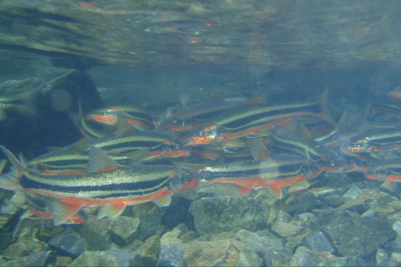 関東随一の清流「那珂川」で「春のウグイ」釣り！ 婚姻色でオレンジに染まる美魚を「焼きアイソ」で味わう季節の味覚と地域の食文化｜アクティビティ ...